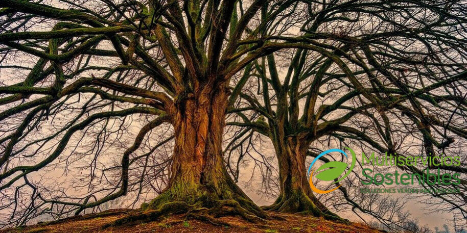 ¿Cómo puedo saber si mi árbol está enfermo?